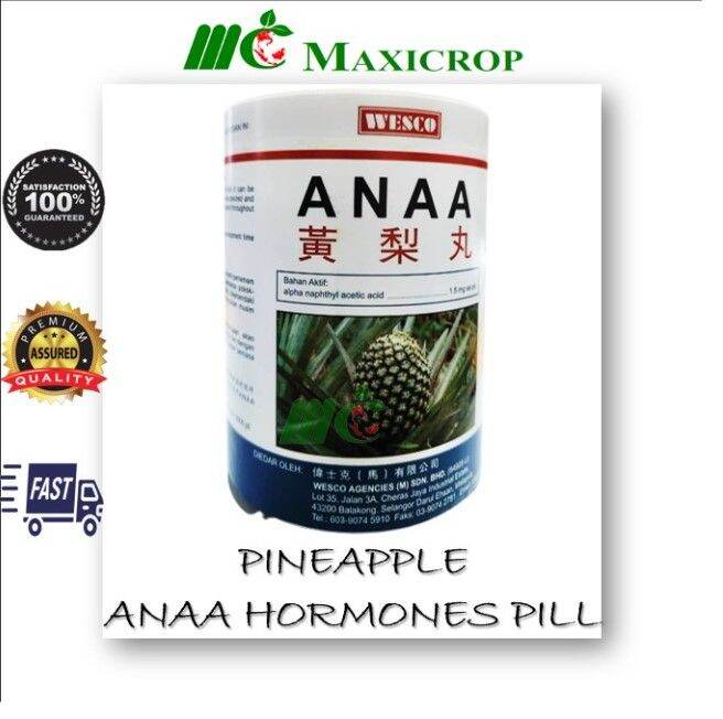 Repack Wesco ANAA Pil Hormon Nanas | Lazada