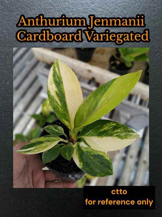 Anthurium Jenmanii Cardboard Variegated | Lazada PH