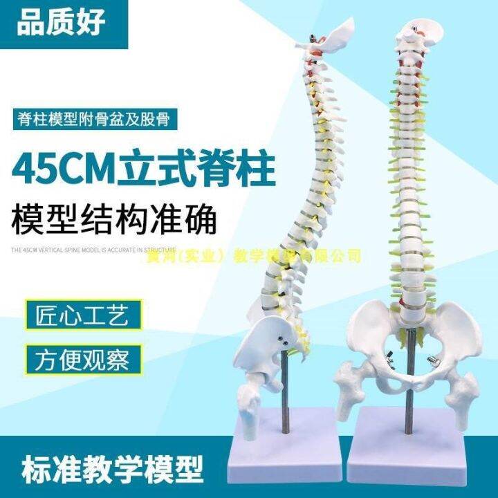 45 cm human spine model medical practice bonesetting cervical lumbar ...