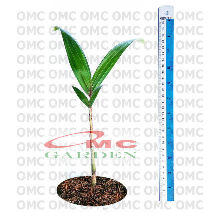 Tanaman Hias Palm Palem Raja Roystonea Regia Bibit PR-1530 | Lazada ...