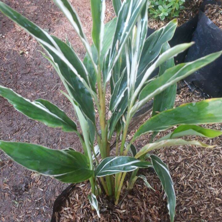 Tanaman Onje Varigata Honje Variegata Kecombrang Lazada Indonesia