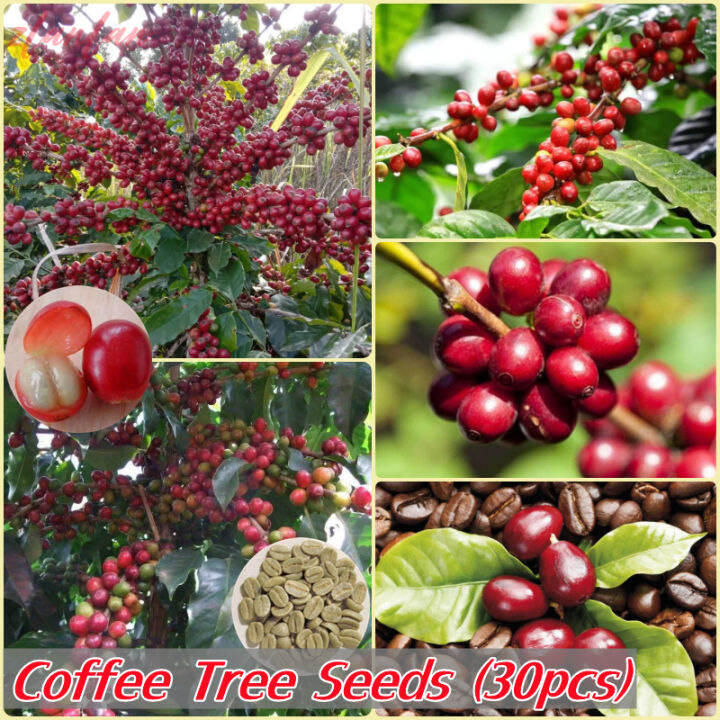 Malaysia Ready Stock 30pcs Coffea Seeds 咖啡种子 Coffee Tree Seeds Plant ...