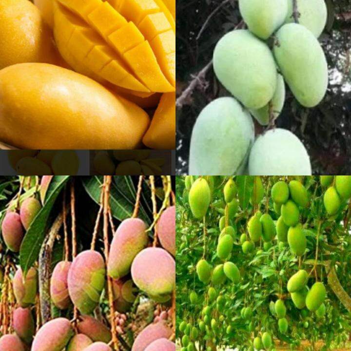 ANAK POKOK MANGGA HARUM MANIS THAI HYBIRD Buah Buahan Fruits Live Plant ...