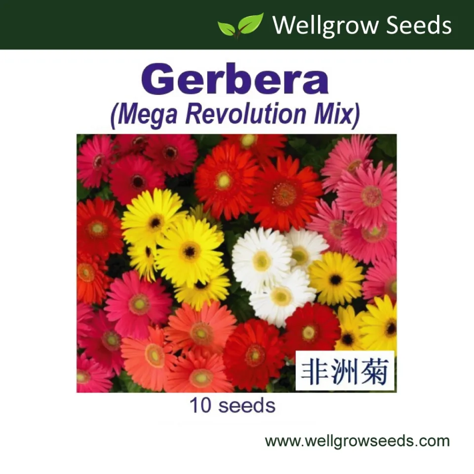 Gerbera Mega Revolution