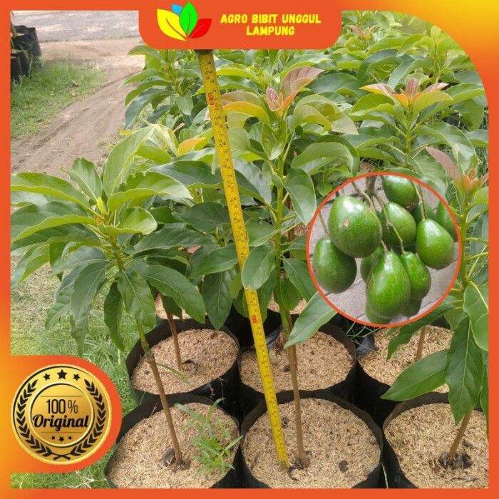 Bibit Alpukat Miki Asli Batang Besar Siap Tanam | Lazada Indonesia