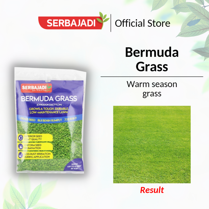 Serbajadi Bermuda Grass Seed/ Biji Benih Rumput Bermuda/ 草籽/ 500g | Lazada