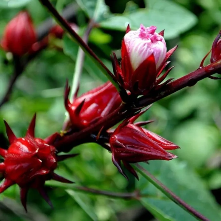 Benih Bunga Roselle / Ribena Roselle Flower Seeds (not plants) | Lazada PH