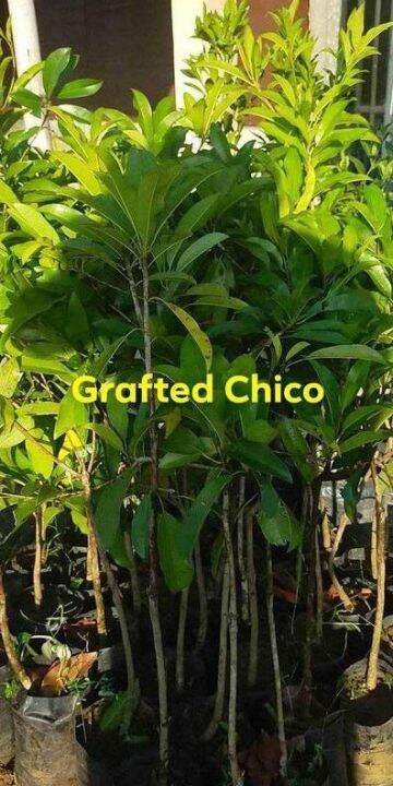 grafted ponderosa chico in agribag | Lazada PH