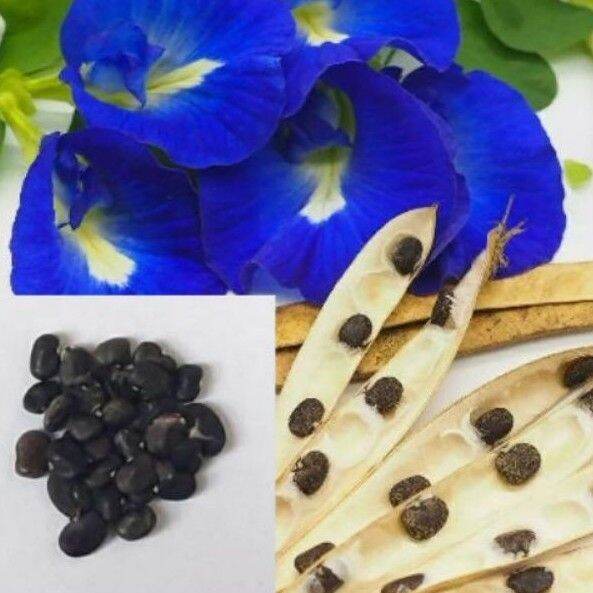 Great Description About Blue Pea Flower Seeds