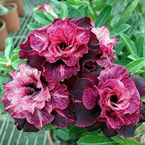 12 เมล็ด เมล็ดพันธุ์ Home Garden Seeds ชวนชม สายพันธุ์ไต้หวัน ดอกซ้อน ...