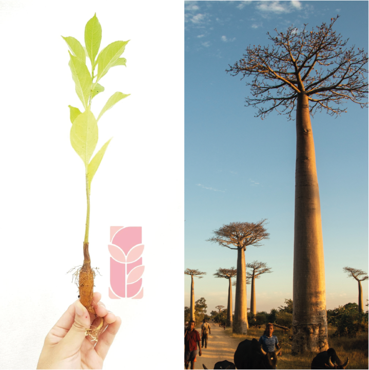 [Super Rare and Exotic Plant] African Baobab Sapling - Bottle Tree ...
