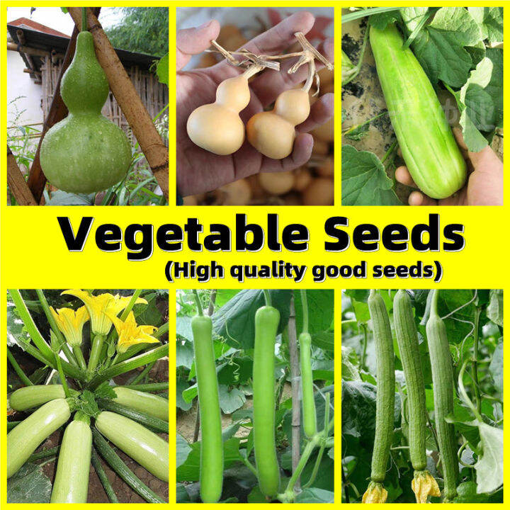 Gourd Seed - 瓜种子 F1 Hybrid Bottle Gourd Seeds High Germination ...