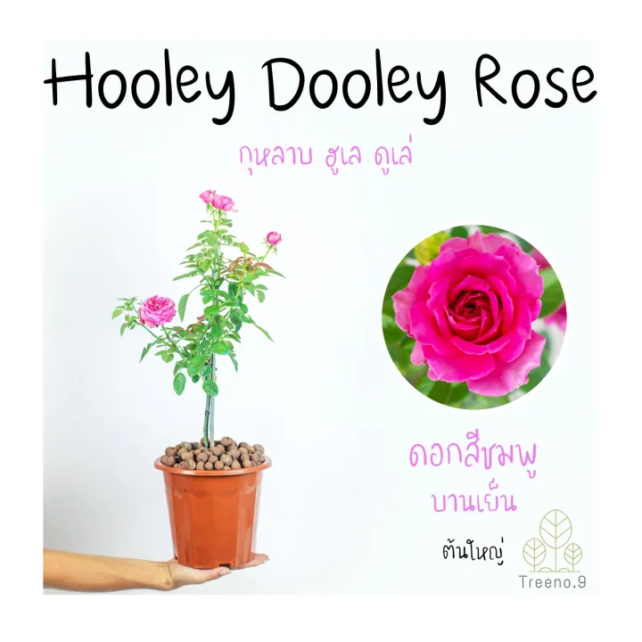 Treeno.9 T350 Hooley Dooley Rose (กุหลาบ ฮูเล ดูเล่ ) ดอกสีชมพู บานเย็น ...
