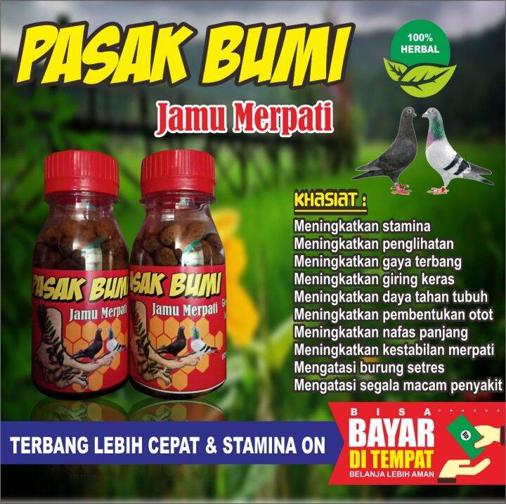 JAMU MERPATI PASAK BUMI 100 BUTIR DOPING BURUNG MERPATI PIL EDAN ...