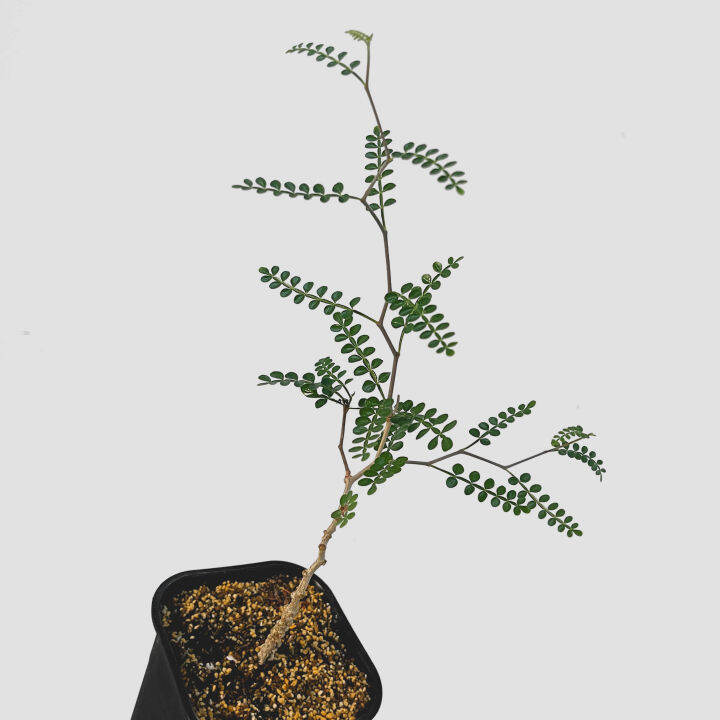 zac.culent - Operculicarya pachypus (Seedling) 象足漆树 (Caudex Succulent) | Lazada