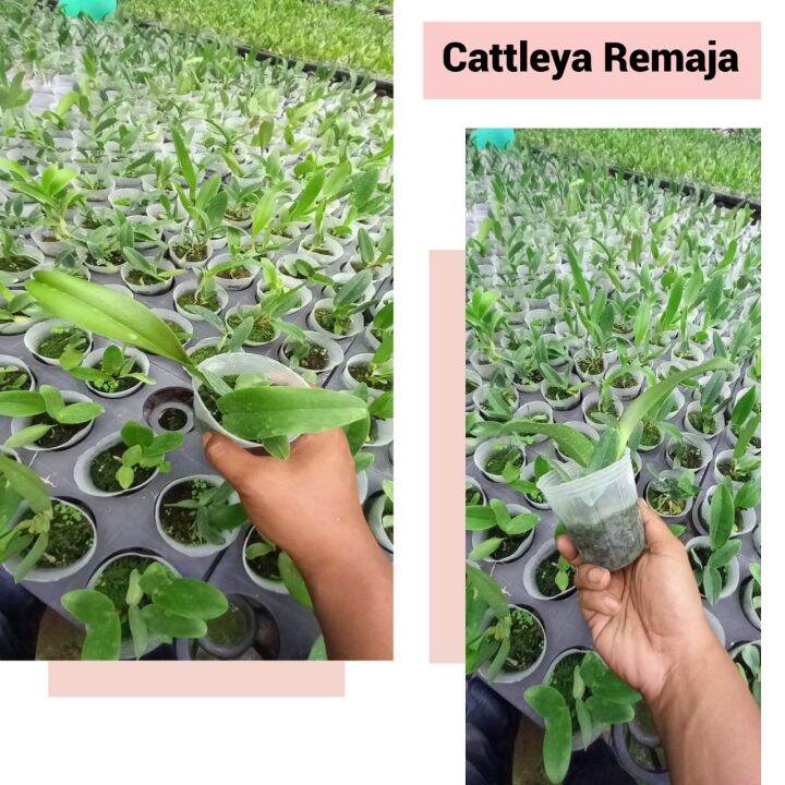 Anggrek Cattleya Remaja|Dendrobium Cattleya|Bunga Hias | Lazada Indonesia