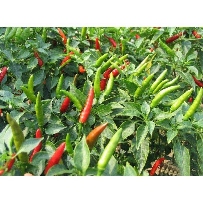 isi 25 Benih Biji bibit cabe hijau TARINGE - produk jawara (Repacking ...