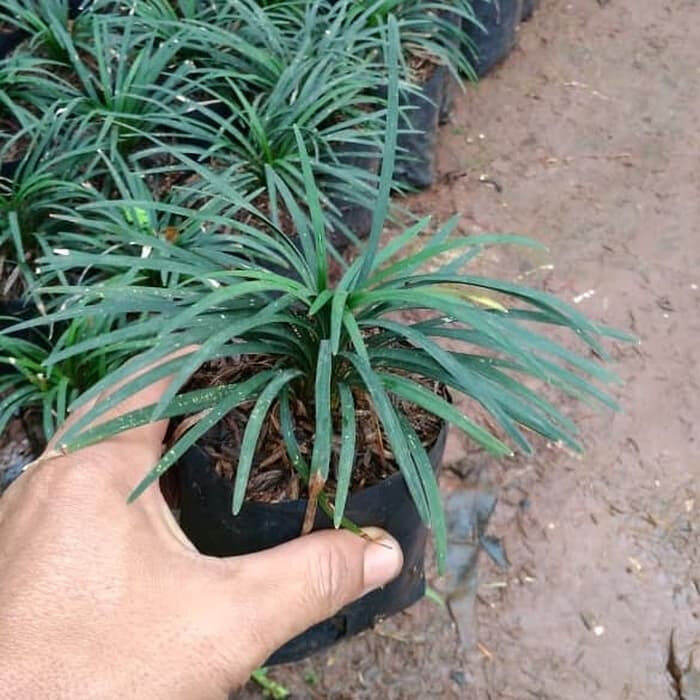 Tanaman Kucai Mini - Kucai Mini | Lazada Indonesia