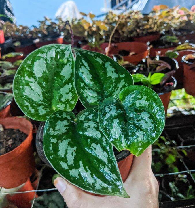 Borneo Plant Scindapsus original RARE [Scindapsus Sp. Borneo] | Lazada