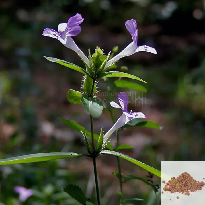 neermuli seed marsh barbel powder (Hygrophila auriculata) serbuk Neera ...