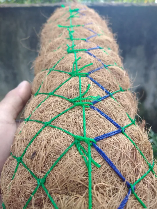 40 cm Coco wattles for Orchids Perfect for dendrobiums / Affordable ...