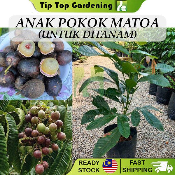 Anak Pokok Matoa (Longan Brazil) Untuk Ditanam Pokok Hidup Real Live ...