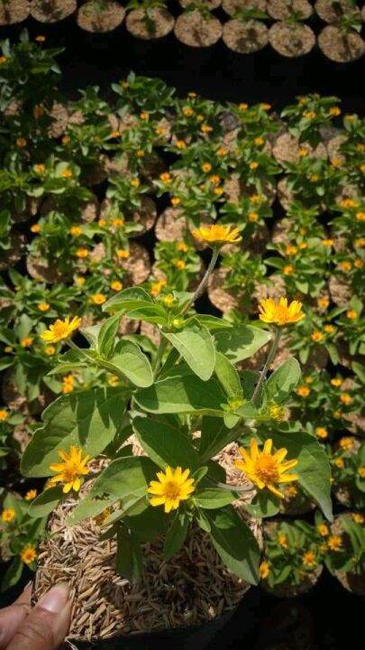 bunga matahari mini | Lazada Indonesia