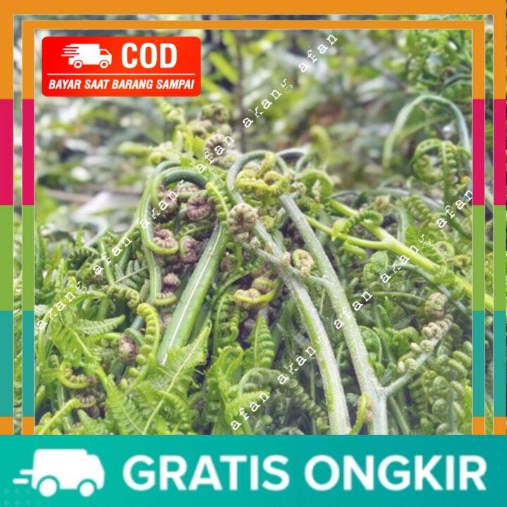 DAUN PAKIS SAYUR SEGAR MANTAP 250 Gram BY AKANG AFAN | Lazada Indonesia
