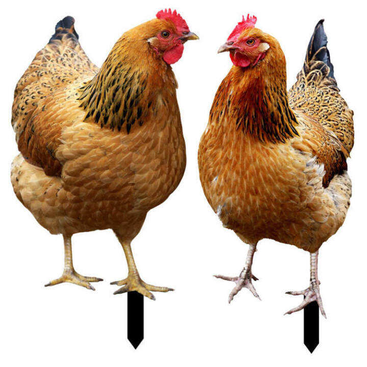 Outdoor Chicken Decor Hen Chicken 2D Acrylic Sculpture Realistic ...