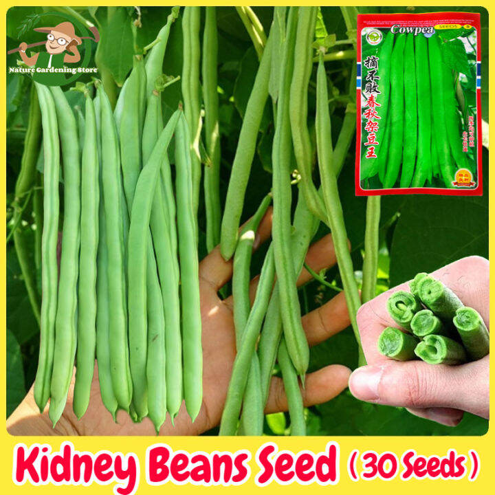 Fresh Organic Green Kidney Beans Seeds for Planting (30 Seeds) High ...