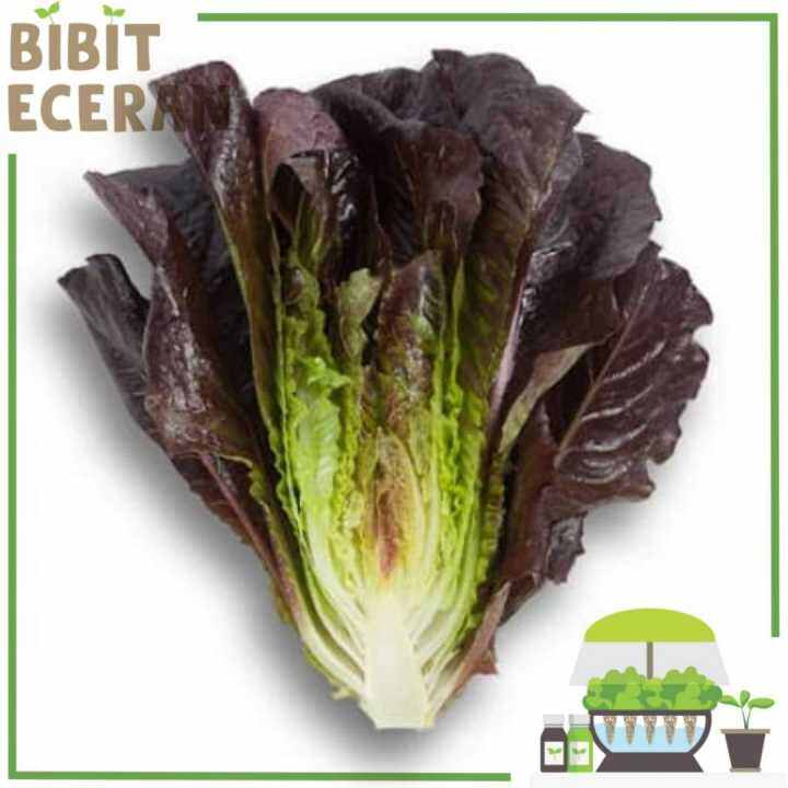 SELADA RED ROMAINE REPACK - ISI +/-150 BENIH BIBIT BIJI SAYURAN HIDROPONIK / TANAH | Lazada ...