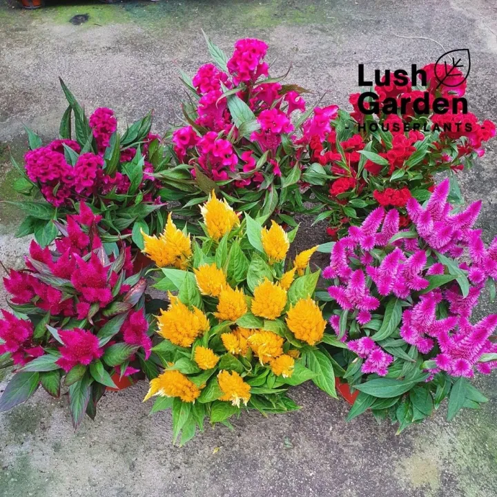 Celosia Cockscomb / Pokok Bunga Balung Ayam 鸡冠花 150mm Pot Outdoor Live ...