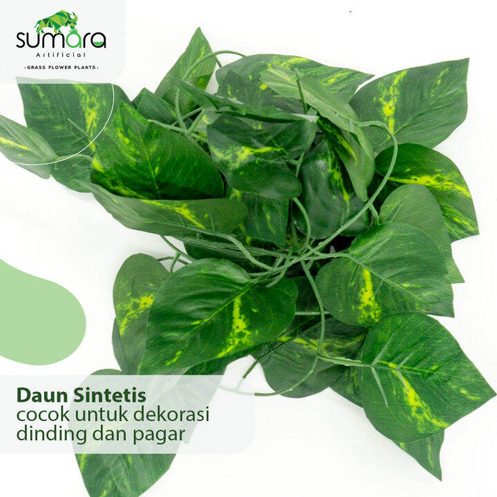 Daun Rambat Sri Gading | Lazada Indonesia