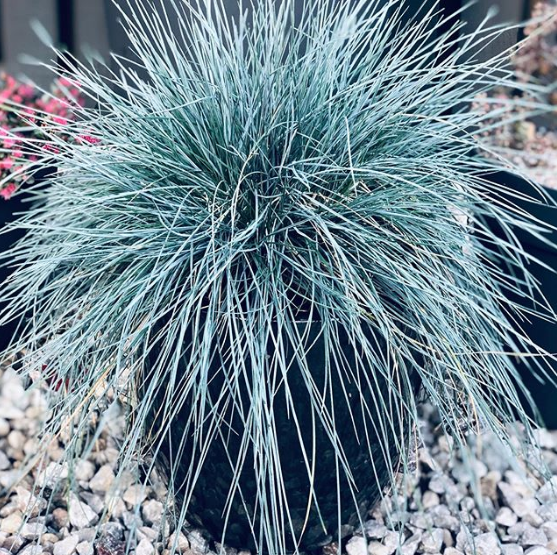 TANAMAN TAMAN RUMPUT BIRU BLUE GRASS | Lazada Indonesia