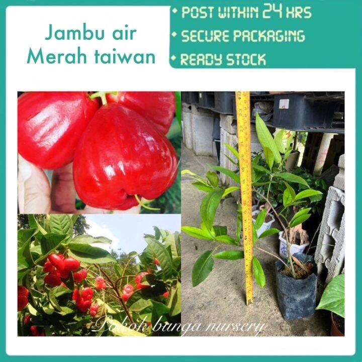 PBN - Jambu air merah taiwan - anak pokok bunga nursery buah buahan ...