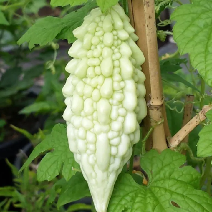 Balsam Pear | Lazada PH