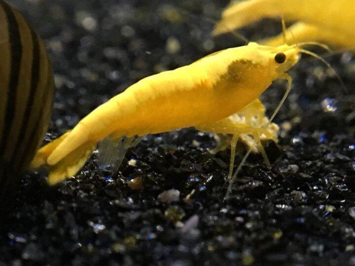 Yellow GoldenBack Shrimp Local Breed (Neocaridina) | Lazada