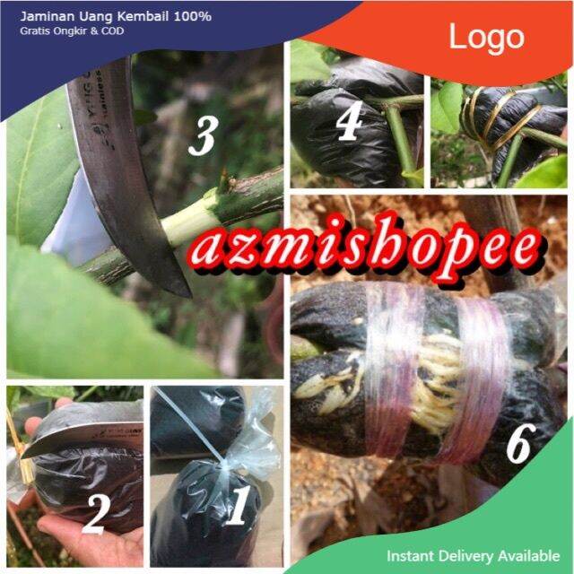 Tut Baja Pokok (marcotting soil) 1unit Peatmoss + Baja akar | Lazada