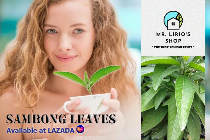 Sambong Leaves 200g | Lazada PH