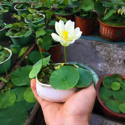 Singapores Ready Stock Lotus Water Lily Seed 20Pcs Four Seasons Aquatic ...