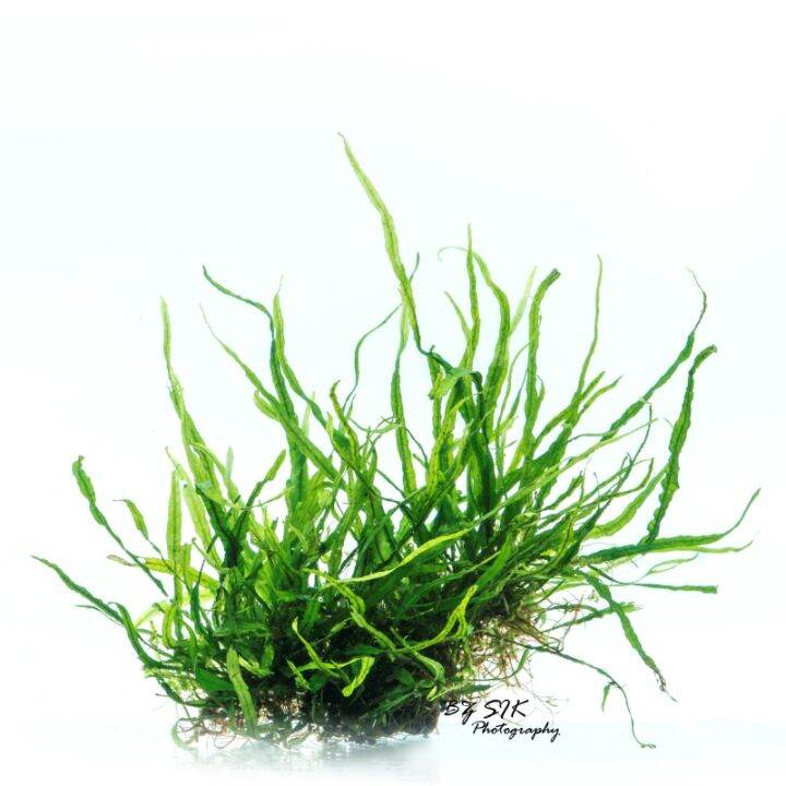 Aquatic plants Microsorum pteropus "True Needle Leaf"(水草细叶铁皇冠) | Lazada