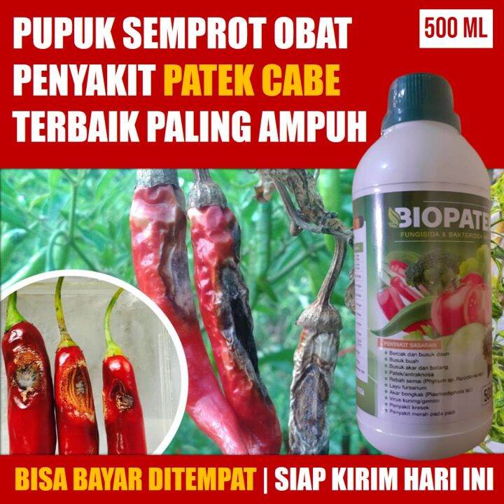 (Bayar COD) Pupuk Fungisida Obat Hama Patek Cabe dan Busuk Cabe ...