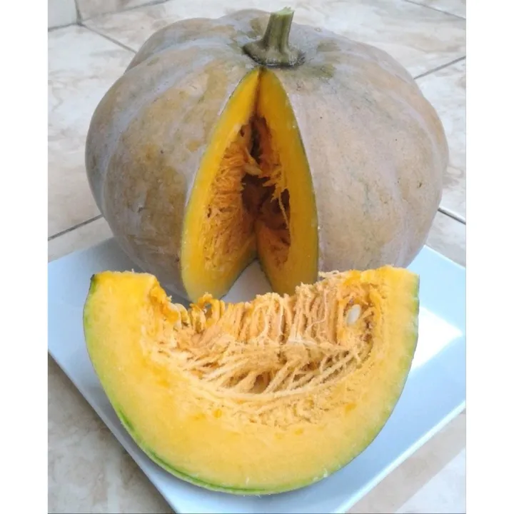 25 Biji Labu Kuning Lazada Indonesia