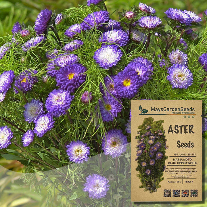 Aster Matsumoto Blue Tipped White Seeds, Matsumoto Series, Callistephus ...