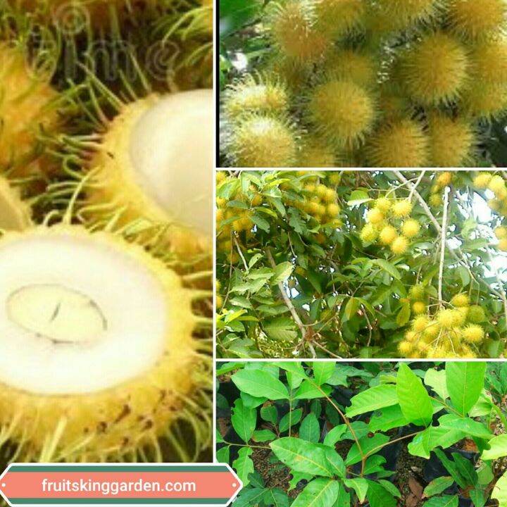 ANAK POKOK RAMBUTAN GADING KUNING MEGA (KAHWIN) HYBRID THAILAND Buah ...