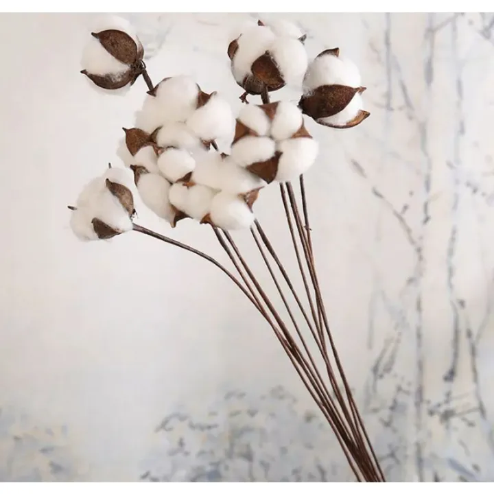 Dried Cotton Flower (1 Cotton) Home Decoration Dried Flowers Dried ...