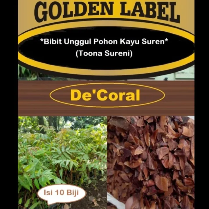 Bibit Unggul Pohon Kayu Suren | Benih Pohon Kayu Surian Toona Sureni | Lazada Indonesia
