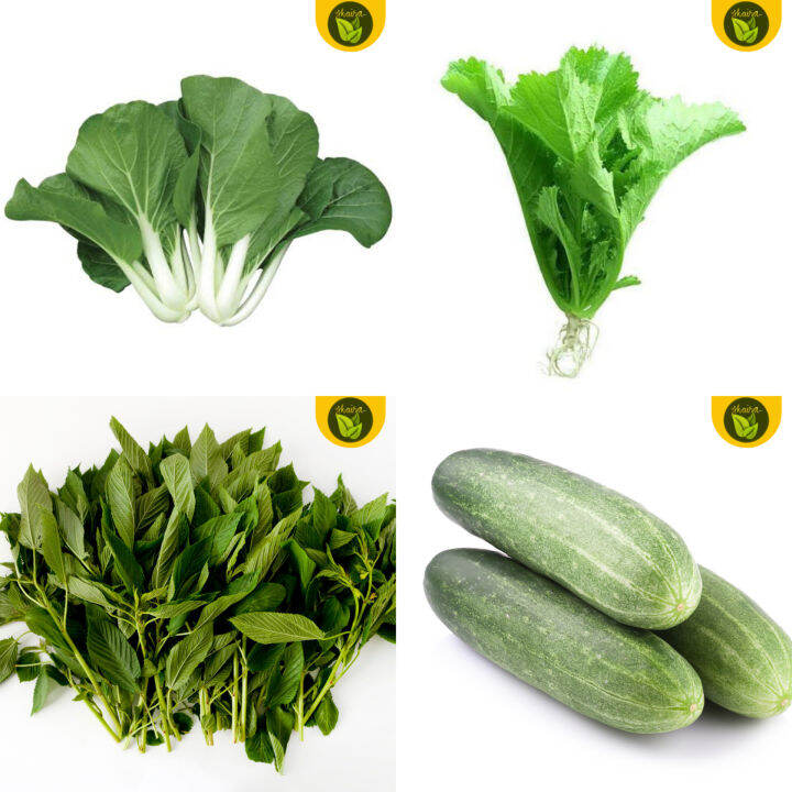 all in! 4 in 1 pack seeds binhi pantanim 100 pechay, 100 mustasa, 50 ...