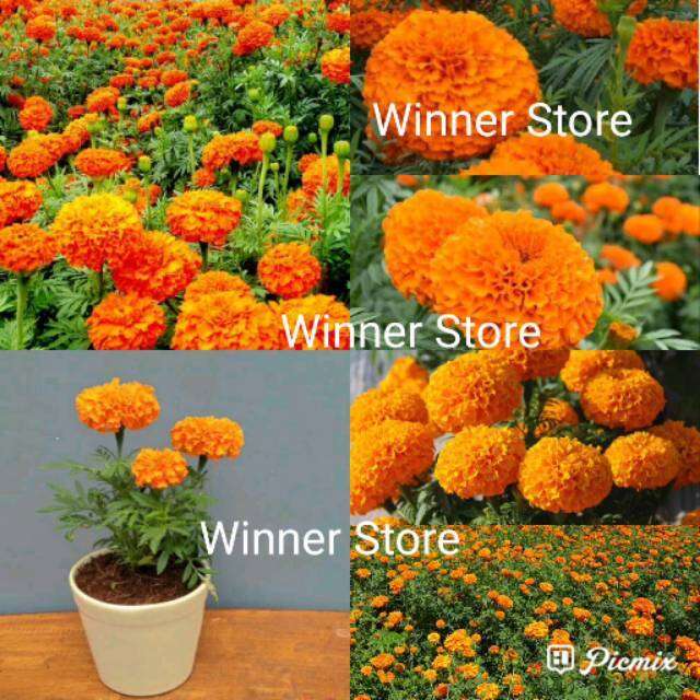 30 tagetes patula erecta cocok botol mitir kumitir gumitir gemitir ...