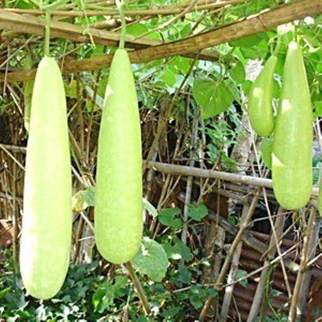Kedai 1 Benih Biji Labu Air Sayur Panjang Tabu Kukuk Waloh Waluh Kenti ...
